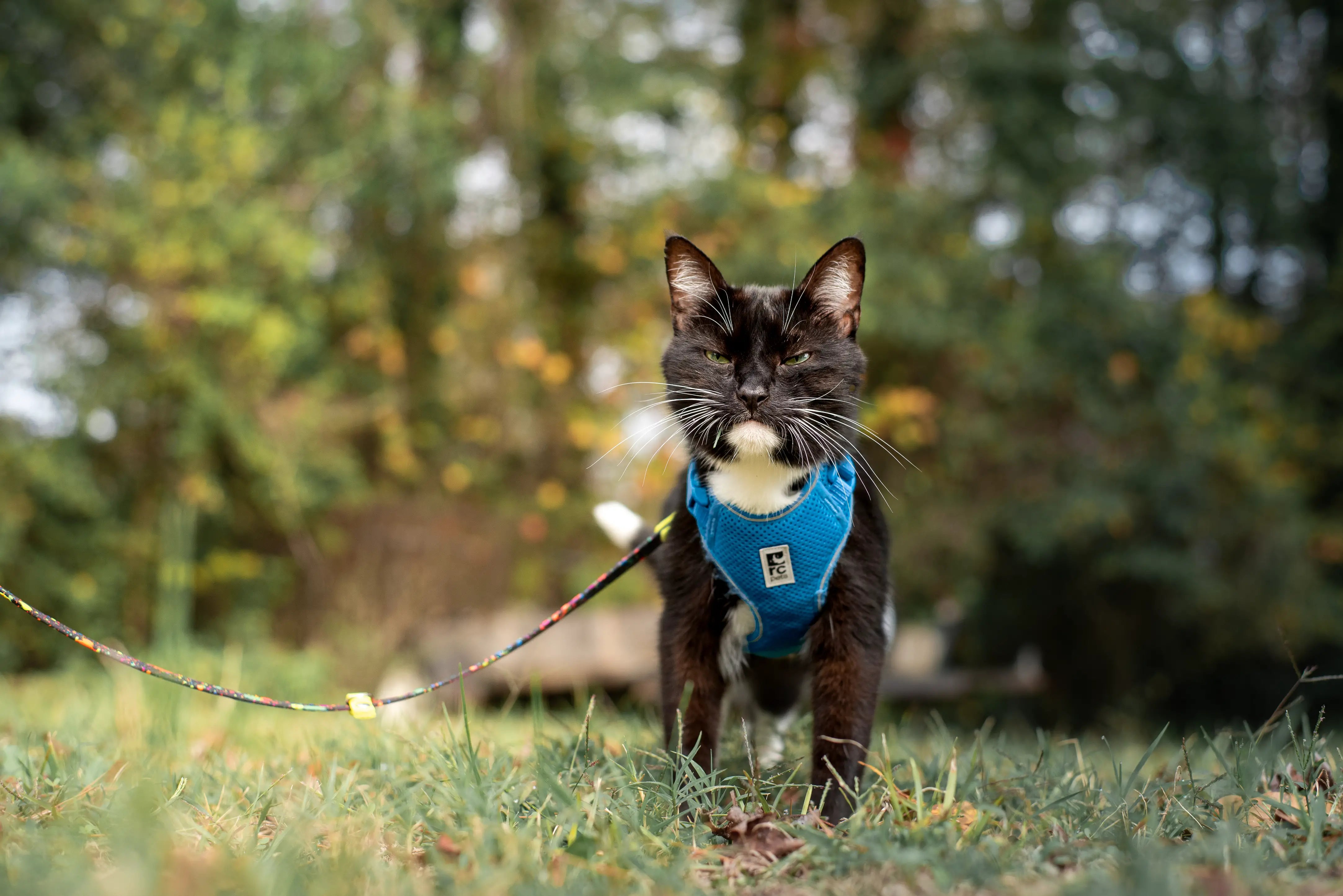 Courses – KittyCatGO